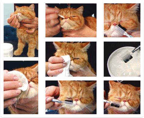 Как ухаживать за котенком в домашних условиях – Pet-Mir.ru