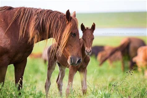 дикие лошади wild horses