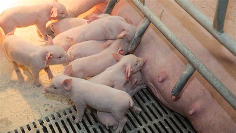 Complete guide to feeding creep to piglets - Farmers Weekly