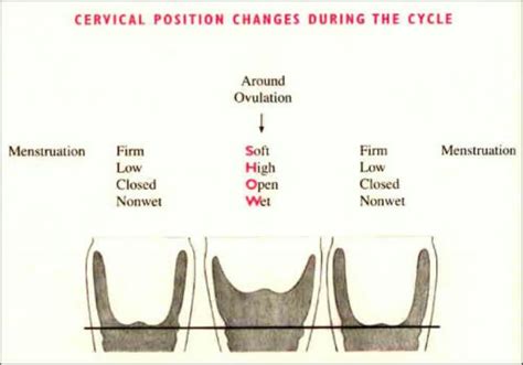 How to check your cervix position☝ - Glow Community