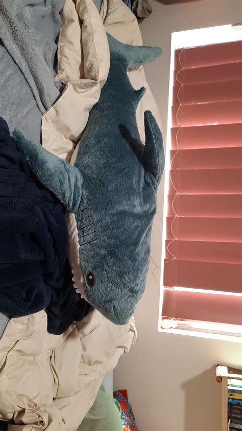 What do I do with a Blåhaj : r/BLAHAJ