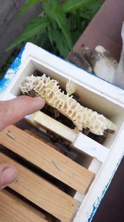 мини нуклеусы для облета маток #пасека #пчеловодство #пчёлы #bee # ...