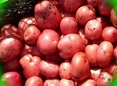 Картошка Крымская Роза Описание Сорта Фото Отзывы – Telegraph