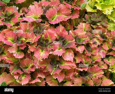 COLEUS TILT A WHIRL Stock Photo - Alamy