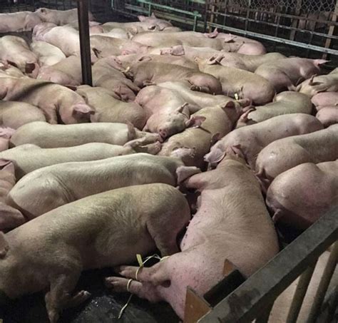 Sedated pigs to be killed, violators punished: official