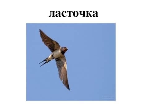 Презентация "Здравствуйте, птицы!" - прочее, презентации