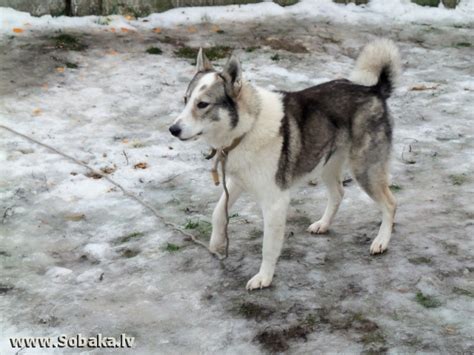 SOBAKA.LV | Breeds of dog | Russian-European Laika | Photo | Стр. 2