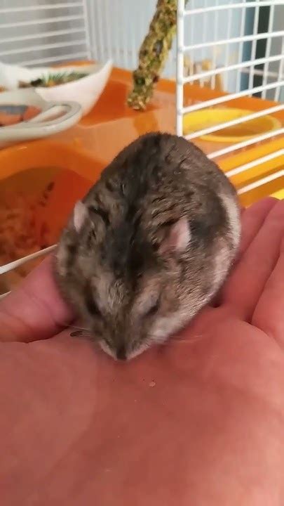 бум да да да, еда для хомяка😜🤗🐀#хомяк#мояМармеладка#shorts - YouTube
