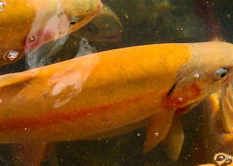 Salmoniden | Welche Fische gehören zu den Lachsartigen?