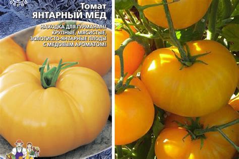 Томат Янтарный мед: характеристика и описание сорта, отзывы, фото ...