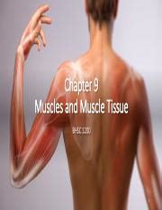 Understanding Muscle Tissue: Types, Functions, and Structure | Course Hero