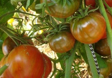 Томат Великий Мао: описание сорта, характеристика, выращивание, отзывы ...