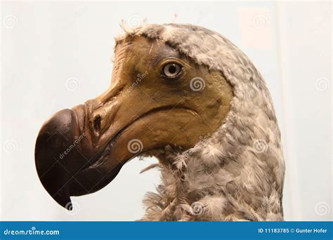 1,020 Photos de Dodo - Photos de stock gratuites et libres de droits de ...