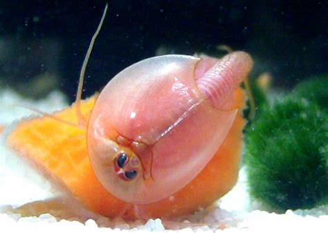 Die besonderen Kreaturen-Triops