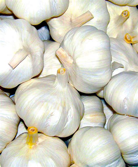 Чеснок озимый Лазурный: семена и саженцы