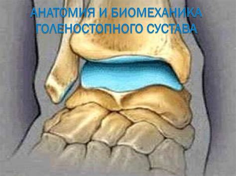 Анатомия и биомеханика голеностопного сустава - презентация онлайн