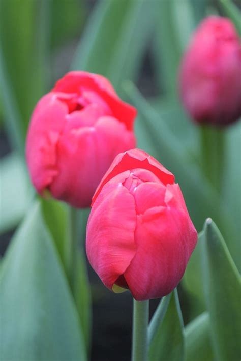 Red Power | Onings Holland Flowerbulbs