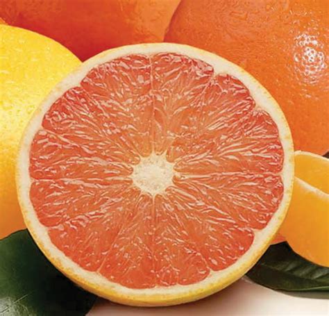 New Household Uses for Grapefruit – Fresh from the Sunbelt