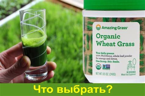 Витграсс: что это такое, польза и вред, где купить, отзывы и как принимать