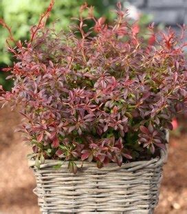 Berberis thunbergii Smaragd Барбарис Тунберга 'Смарагд'|landshaft.info