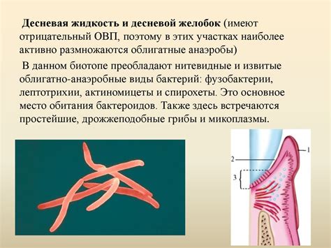 Биотопы полости рта - презентация онлайн