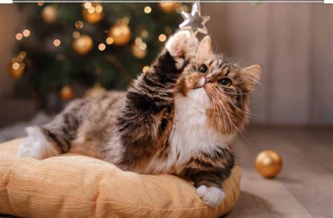 | Wiki | °•Коты-Воители•° Amino