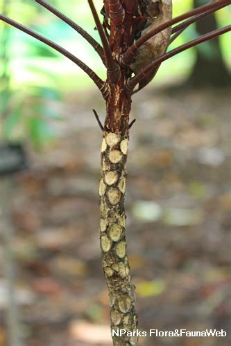 NParks | Eurycoma longifolia