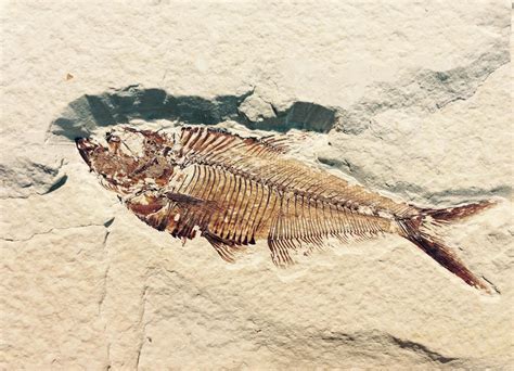 Petrified fish fossil 1309445 Stock Photo at Vecteezy