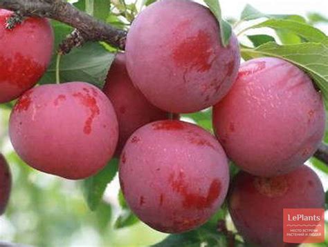 Алыча 'Несмеяна' — описание сорта, характеристики | на LePlants.ru