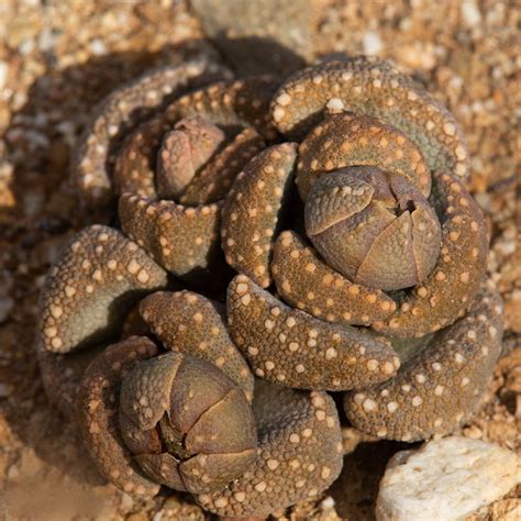 Aloinopsis LUCKHOFFII - SUCCULENT.KUPI