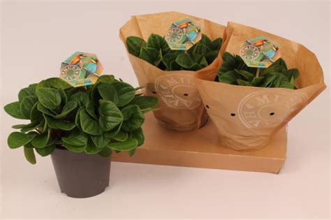 Пеперомия рана верде - Магазинът за Цветя - sunflower-bg.com