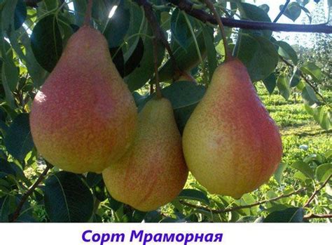 Груши для Подмосковья - сорта Мраморная, Любимица Яковлева и другие