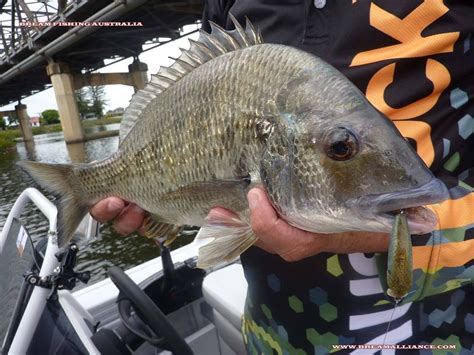 Catching Bream On Hard Body Lures - YouTube