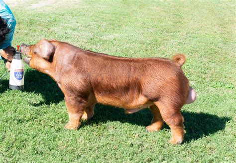 Chad Hill Durocs Boar Page