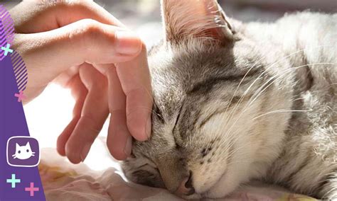 🐱Давать ли кошкам «Антисекс»: взвесьте все плюсы и минусы | Нос, хвост ...