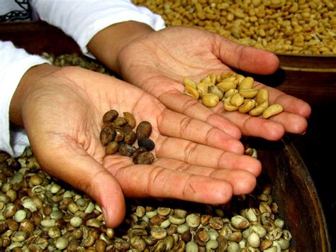 Кофейные плантации на Бали и дегустация Копи Лювак (Kopi Luwak ...