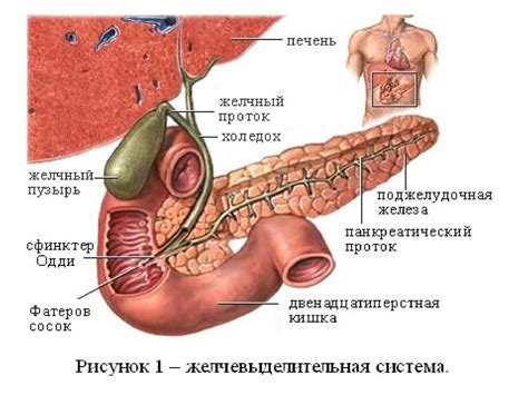 Желудочно-кишечный тракт - online presentation