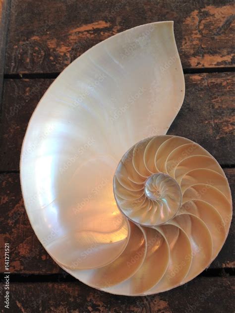 Fibonacci Sequence Shell
