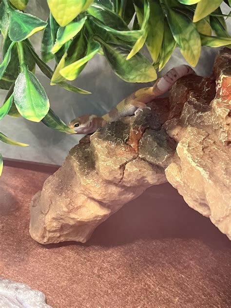 New baby won’t eat : r/leopardgeckos