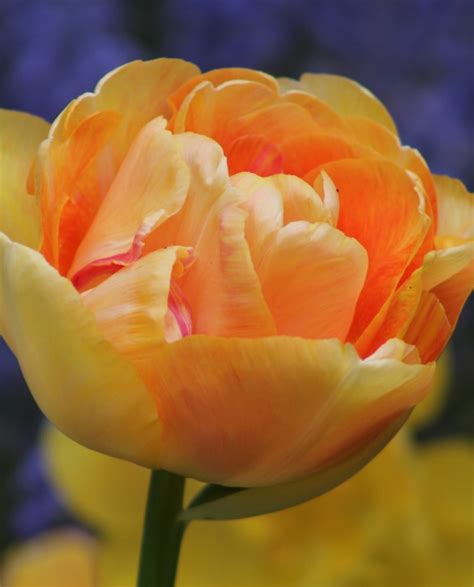 Tulip Charming Beauty