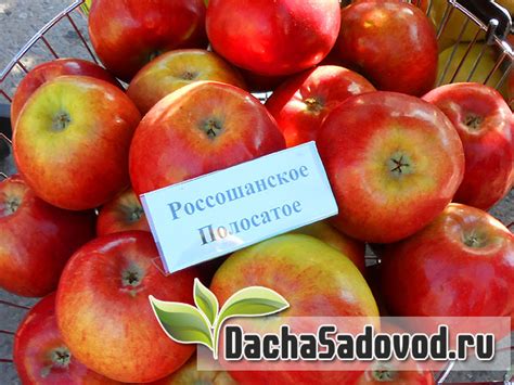 Яблоня сорт Россошанское Полосатое - Описание сорта, особенности ...