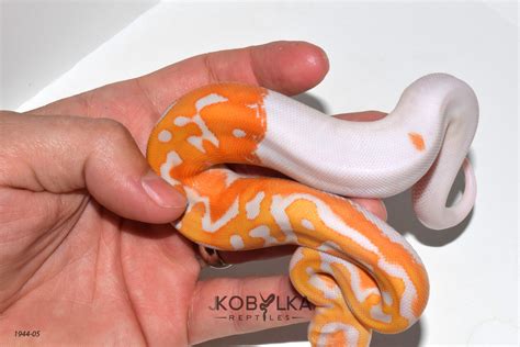 Dreamsicle Ball Python by KINOVA - MorphMarket