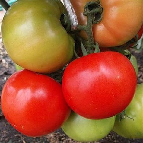 Томат Флорида 47 F1 (Seminis) - купить семена в Украине: отзывы, цена ...