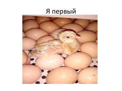 Выведение цыплят в домашних условиях с использованием инкубатора ...