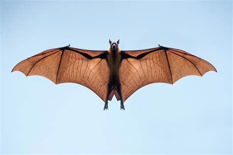 Flying Bat