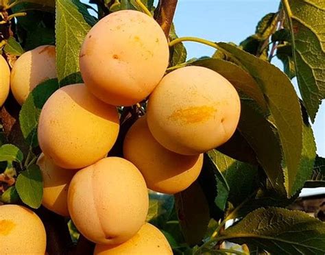 Слива Желтая самоплодная купить на OZON по низкой цене (845262094)