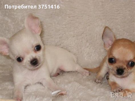Мини чихуахуа в Чихуахуа в гр. Димитровград - ID40950788 — Bazar.bg