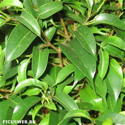 Фикус бенджамина сорта - Ficus benjamina