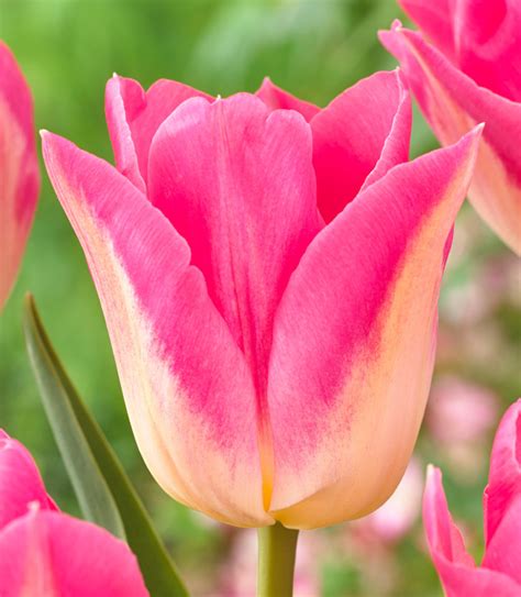 Лале любимо на градинарите здраво и издръжливо - Tulip dynasty | М и М ...