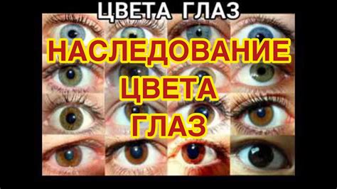 Наследование цвета глаз. Какой цвет глаз будет у вашего будущего ...